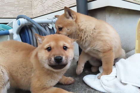 お友だちがやって来た | ボクは山陰柴犬のリキです