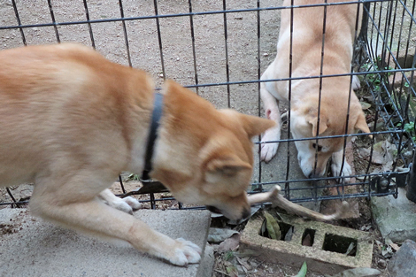 リキの鹿の角が気になるモモ | ボクは山陰柴犬のリキです