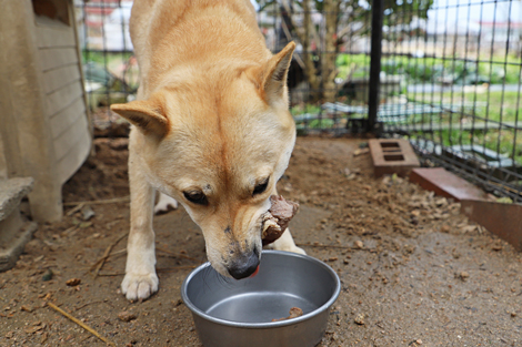 イノシシ肉を食べる | ボクは山陰柴犬のリキです