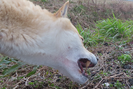 小さい春見つけた | ボクは山陰柴犬のリキです