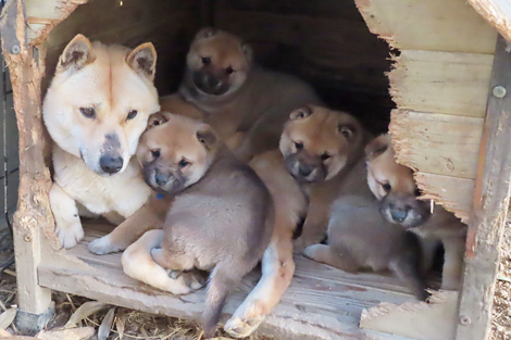 ほのぼの家族 | ボクは山陰柴犬のリキです