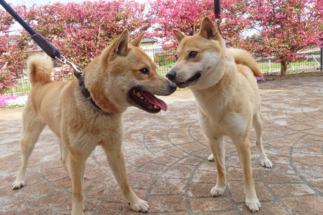 結婚しました | ボクは山陰柴犬のリキです