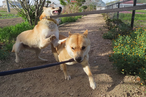 いつものユズに | ボクは山陰柴犬のリキです