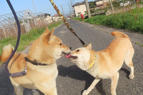 いつものユズに | ボクは山陰柴犬のリキです