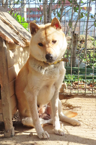 山陰柴犬鑑賞会 | ボクは山陰柴犬のリキです
