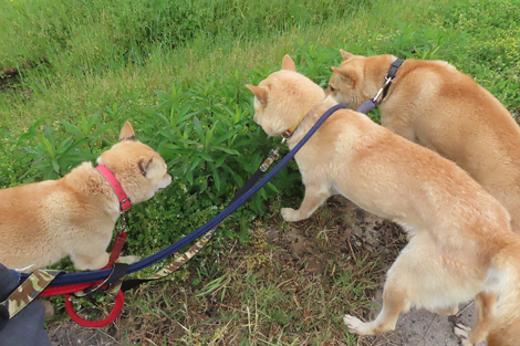 セイタカアワダチソウを食べるファミリー | ボクは山陰柴犬のリキです