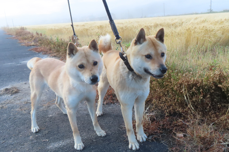 霧の中の散歩 | ボクは山陰柴犬のリキです