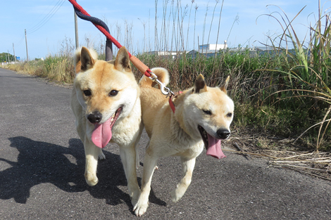 ねじねじリードで仲良く散歩 | ボクは山陰柴犬のリキです