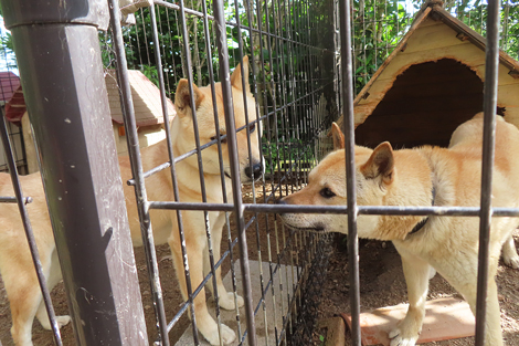 本当は仲がいいんです | ボクは山陰柴犬のリキです