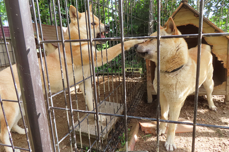 本当は仲がいいんです | ボクは山陰柴犬のリキです