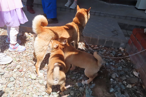 用瀬町のファミリー | ボクは山陰柴犬のリキです