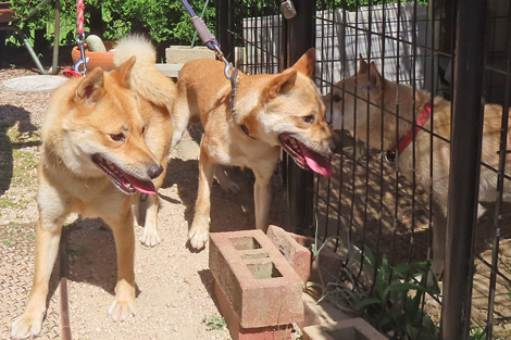 リキ結婚 | ボクは山陰柴犬のリキです