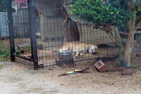 雨にぬれても | ボクは山陰柴犬のリキです