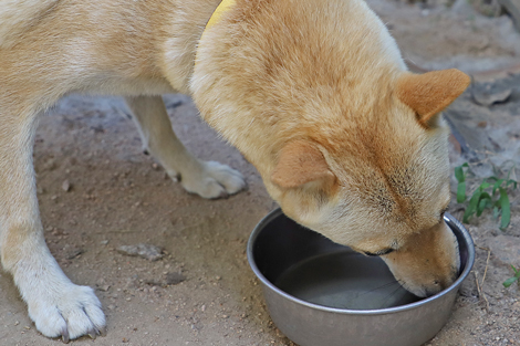 あっという間に完食 | ボクは山陰柴犬のリキです