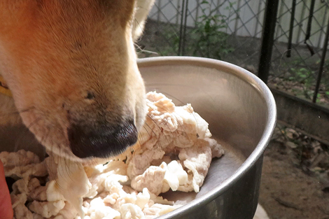 栄養をつける | ボクは山陰柴犬のリキです