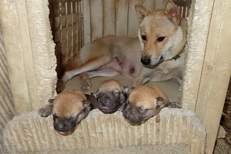 生後1週になった3姉妹 | ボクは山陰柴犬のリキです