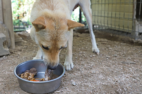 牛ハラミ、納豆、生卵を食う | ボクは山陰柴犬のリキです