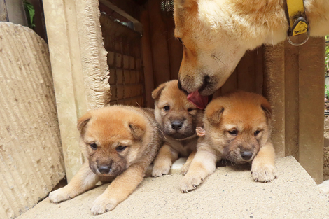 山陰柴犬鑑賞会 | ボクは山陰柴犬のリキです