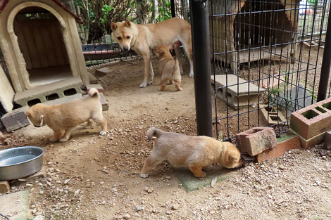 おんもへ出たい | ボクは山陰柴犬のリキです