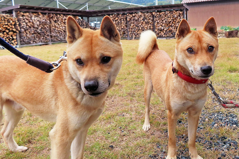 3年ぶりの再会 | ボクは山陰柴犬のリキです
