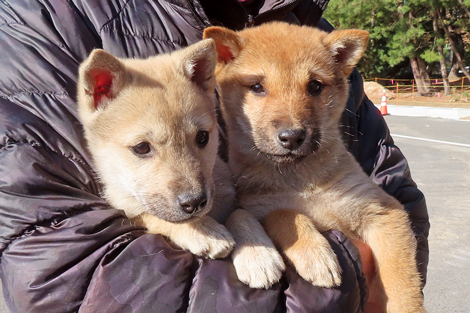 リキの孫 | ボクは山陰柴犬のリキです