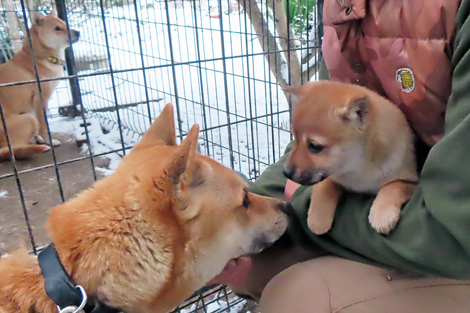 リキとユズの孫が長崎へ | ボクは山陰柴犬のリキです