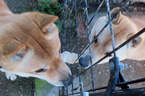 ユズの鼻が | ボクは山陰柴犬のリキです