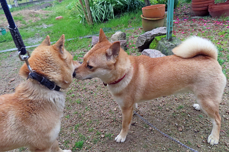 リキ結婚 | ボクは山陰柴犬のリキです