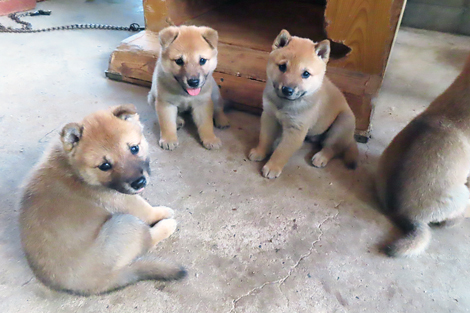 リキの孫6兄妹 | ボクは山陰柴犬のリキです
