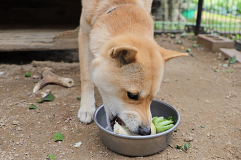 ユズ大根 | ボクは山陰柴犬のリキです