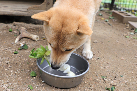ユズ大根 | ボクは山陰柴犬のリキです