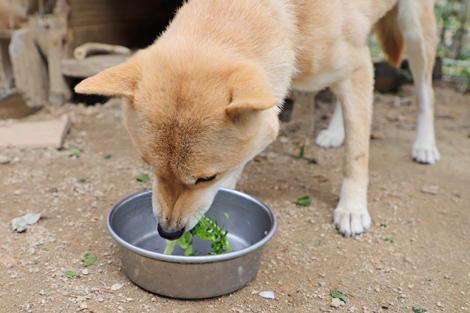 ユズ大根 | ボクは山陰柴犬のリキです