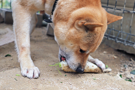 大根役者 | ボクは山陰柴犬のリキです