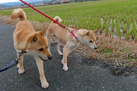 リキとモモの散歩 | ボクは山陰柴犬のリキです