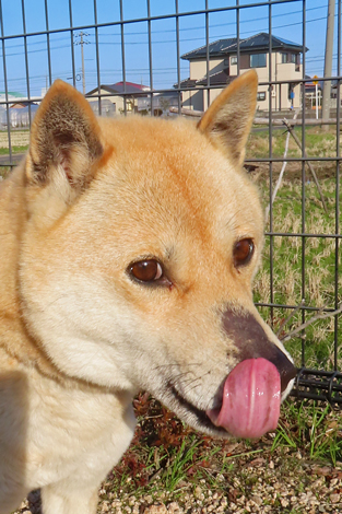 ファミリーの鼻 | ボクは山陰柴犬のリキです