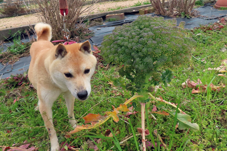 モモとおばけブロッコリー | ボクは山陰柴犬のリキです