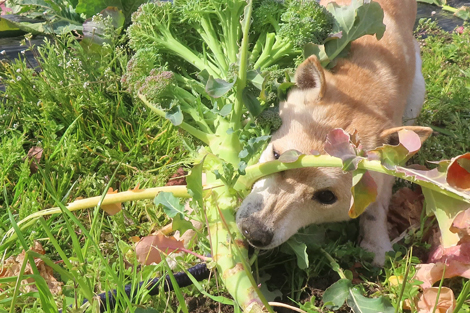 おばけブロッコリーの茎を食いちぎる | ボクは山陰柴犬のリキです