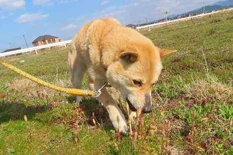 土筆の食べ歩き | ボクは山陰柴犬のリキです