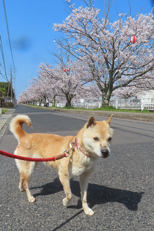 会下谷川の桜並木 | ボクは山陰柴犬のリキです
