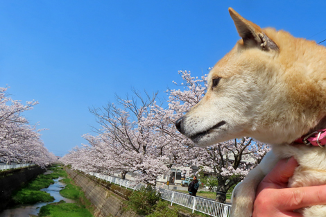 会下谷川の桜並木 | ボクは山陰柴犬のリキです