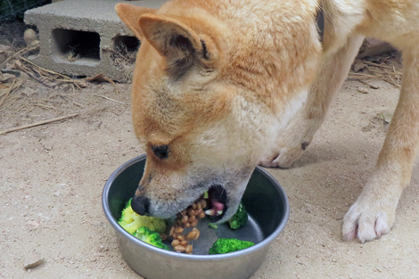 リキも納豆ブロッコリーをいただきました | ボクは山陰柴犬のリキです