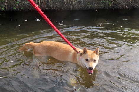 涼を求めて | ボクは山陰柴犬のリキです