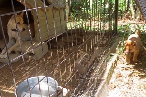 寝る子は育つ | ボクは山陰柴犬のリキです