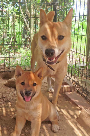 カメラ目線の長女 | ボクは山陰柴犬のリキです