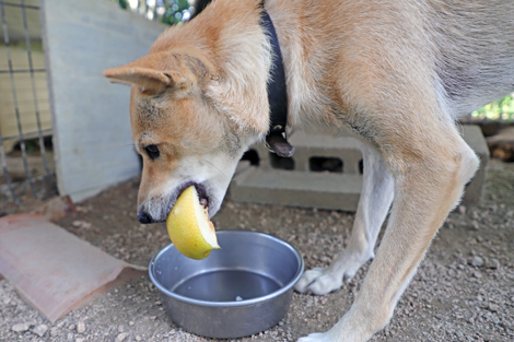 二十世紀梨 | ボクは山陰柴犬のリキです
