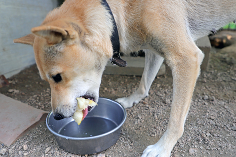 二十世紀梨 | ボクは山陰柴犬のリキです