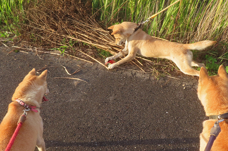 空き缶ゲット | ボクは山陰柴犬のリキです