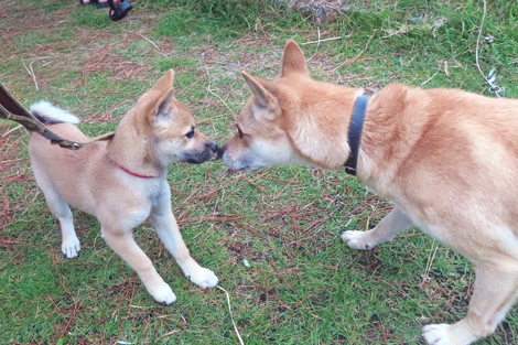 山陰柴犬鑑賞会その2 | ボクは山陰柴犬のリキです
