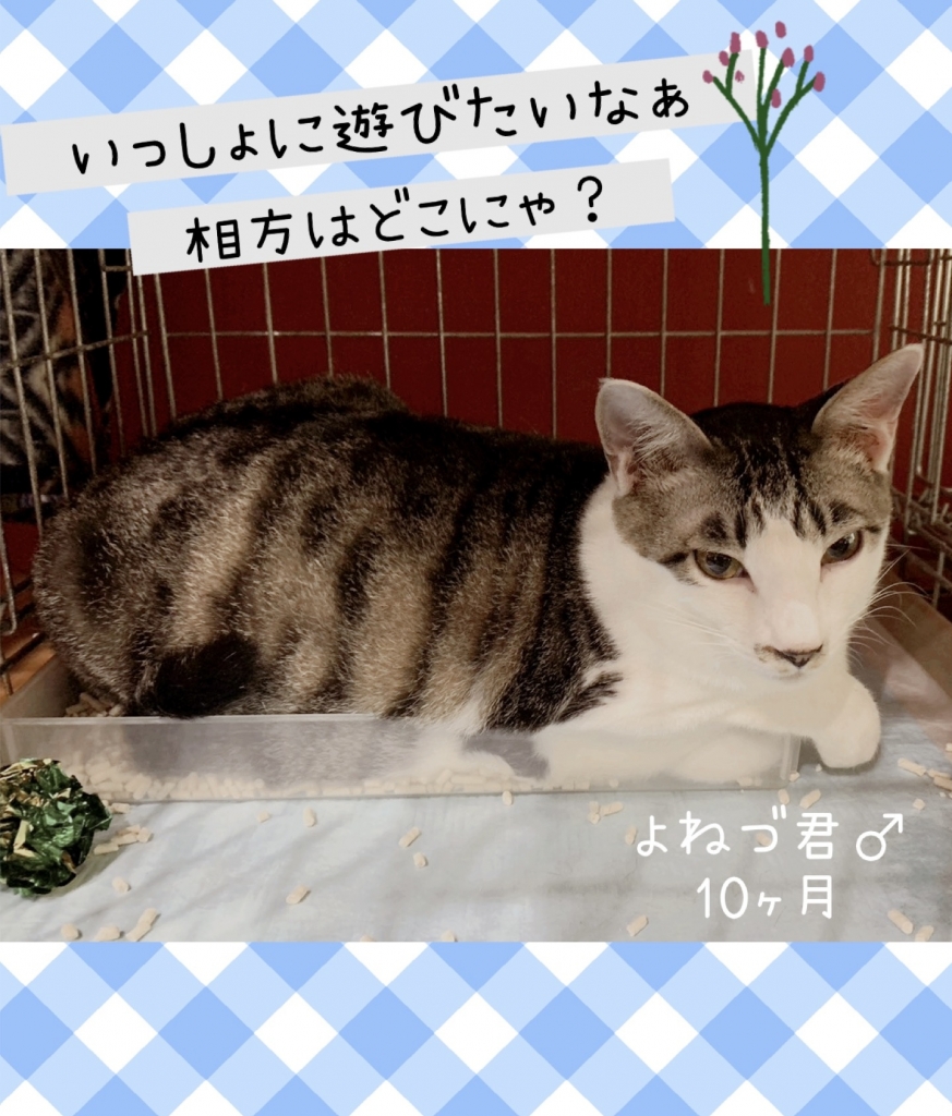 鹿児島の犬・猫の里親募集（ボランティアグループ わんにゃんハート）