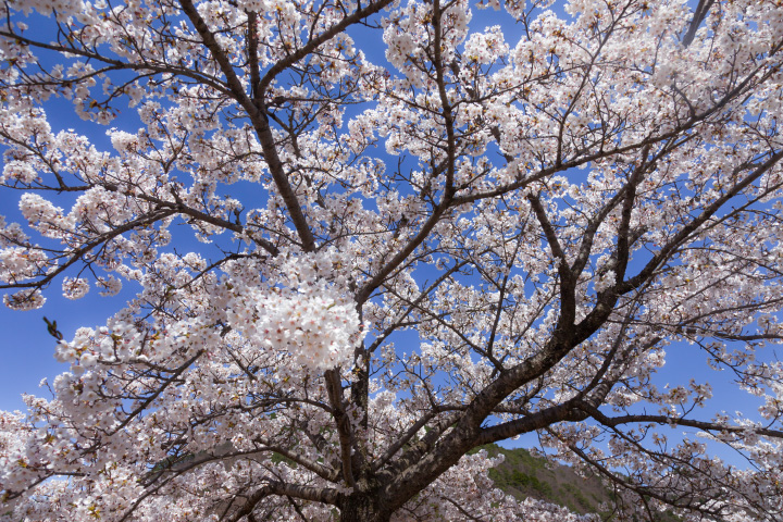 みずがき湖は桜がきれいでした、でも夜は、、、 | 星空が好き、猫も好き